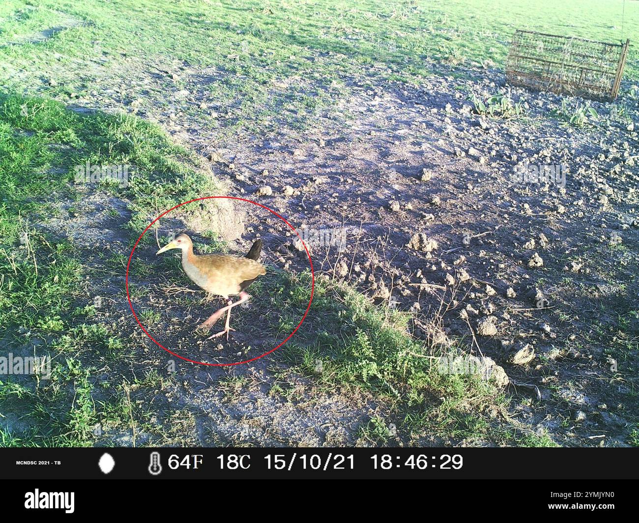 Giant Wood-Rail (Aramides ypecaha Stock Photo - Alamy