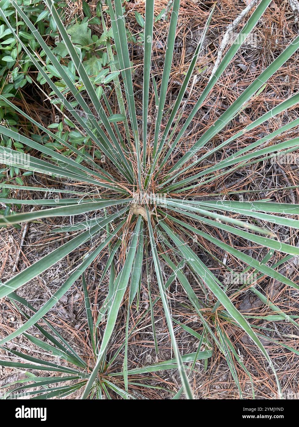 Gulf coast yucca hi-res stock photography and images - Alamy