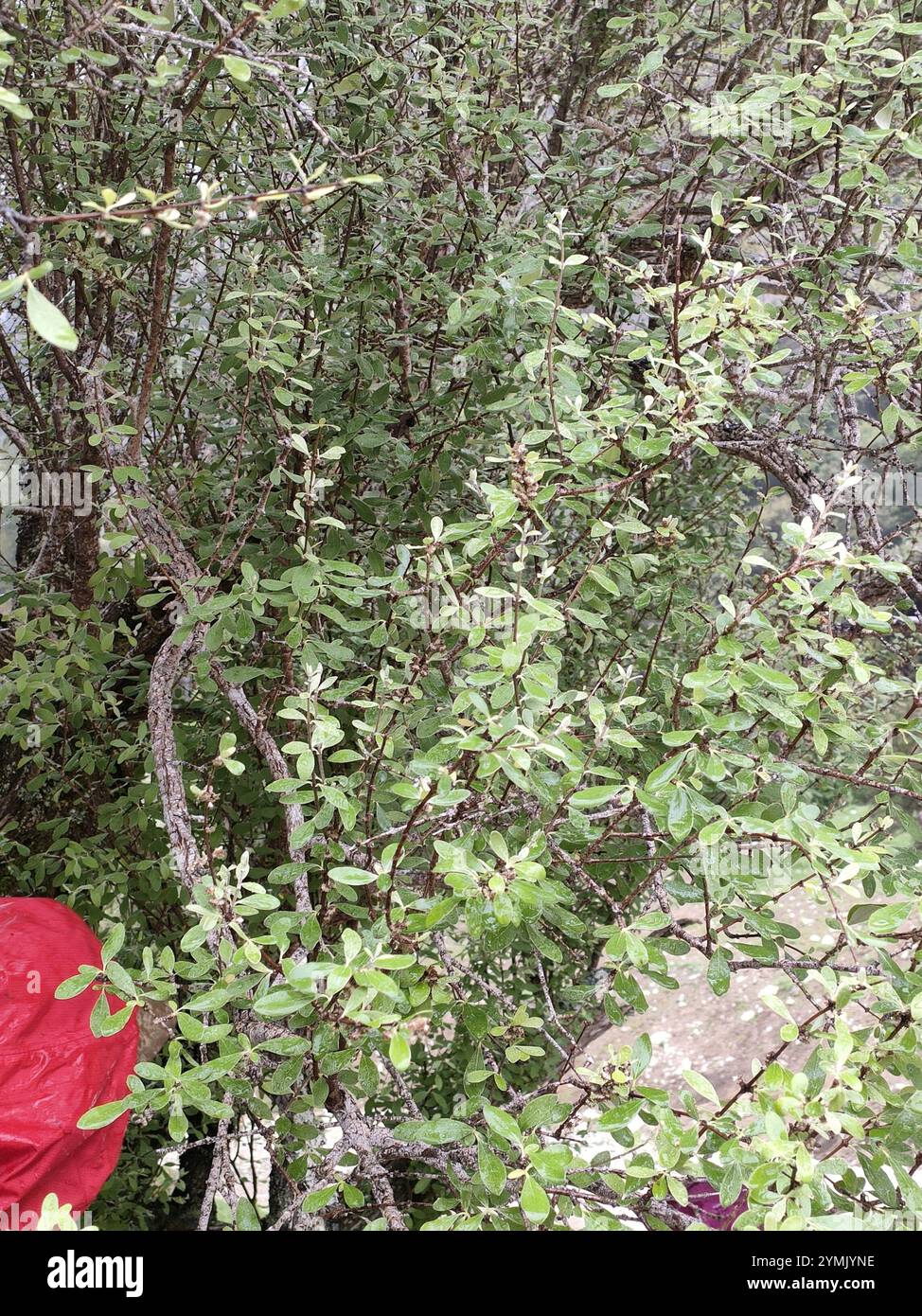 Deciduous tree daisy (Olearia hectorii Stock Photo - Alamy