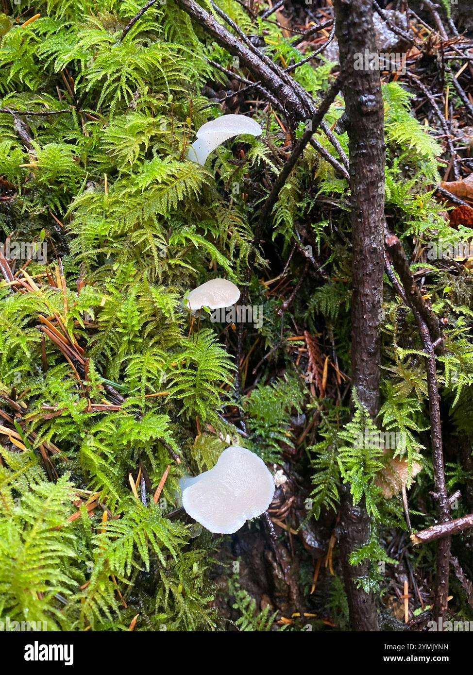 Toothed Jelly Fungus (Pseudohydnum gelatinosum Stock Photo - Alamy