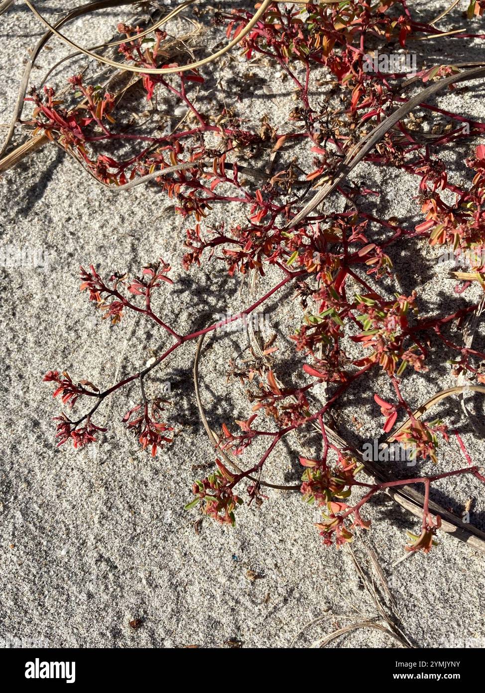 Southern Seaside Spurge (Euphorbia bombensis Stock Photo - Alamy