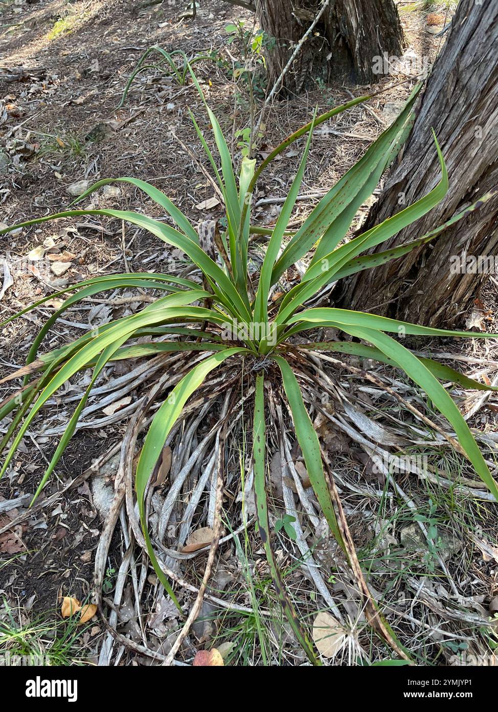 Twisted-leaf Yucca (Yucca rupicola Stock Photo - Alamy