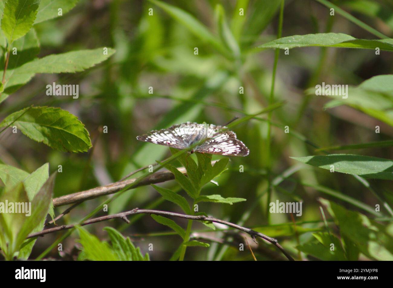 Chlosyne harrisii hi-res stock photography and images - Alamy