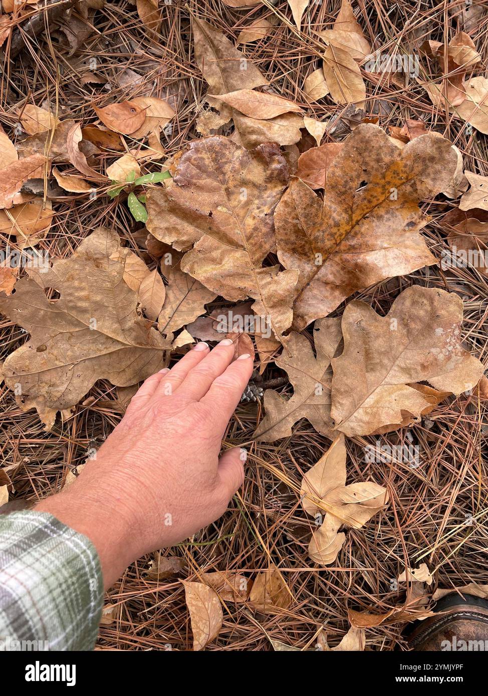post oak (Quercus stellata Stock Photo - Alamy