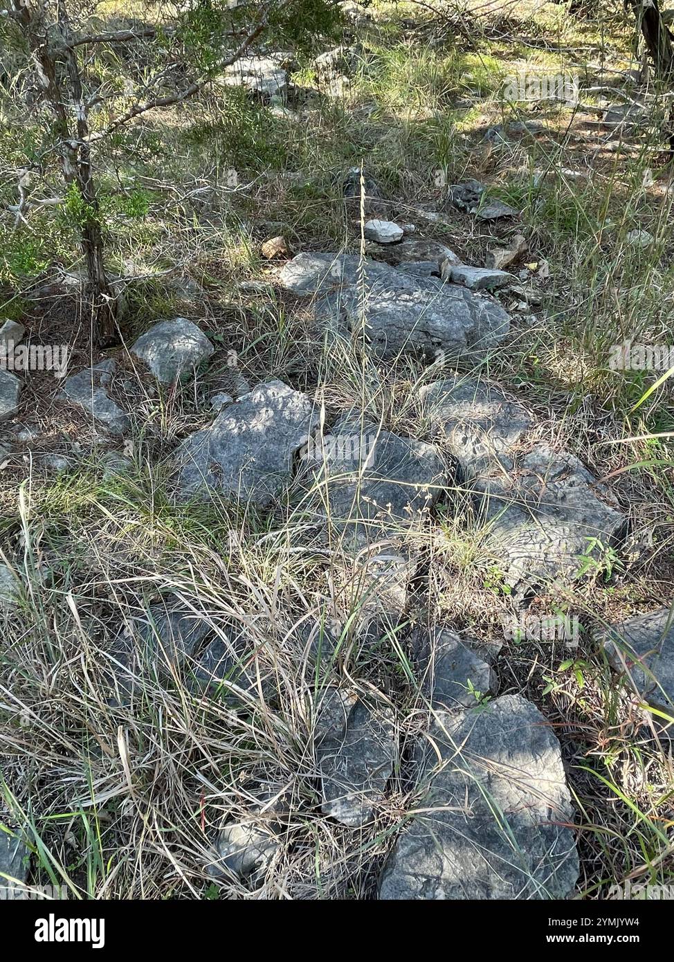 Sideoats Grama (Bouteloua curtipendula Stock Photo - Alamy