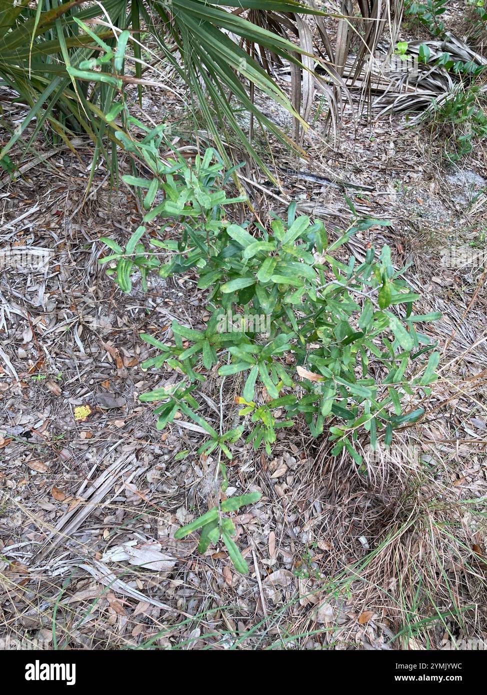 dwarf live oak (Quercus minima Stock Photo - Alamy