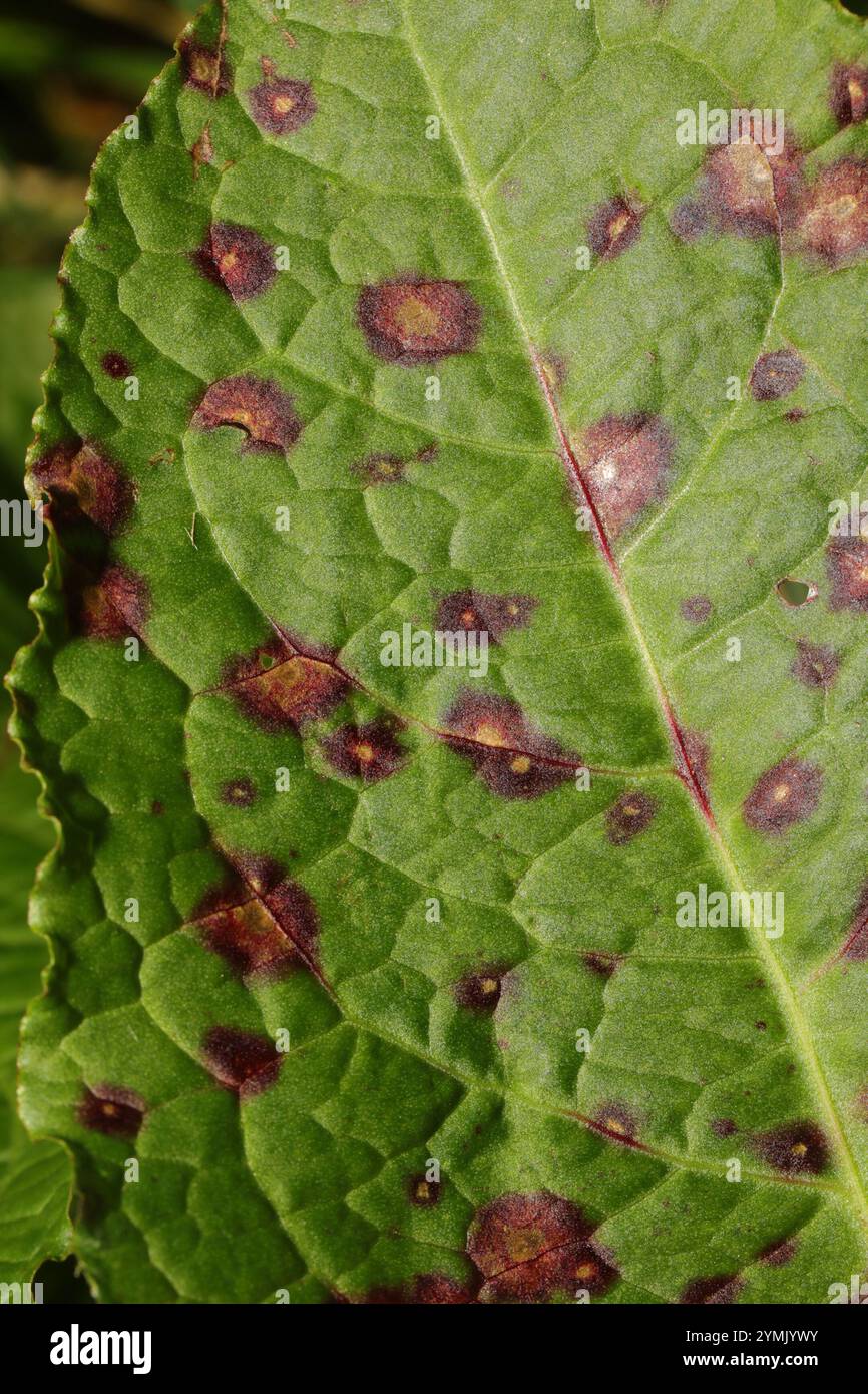 Red Dock Spot (Ramularia rubella Stock Photo - Alamy