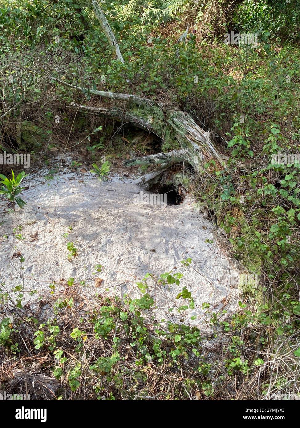 Gopher Tortoise (Gopherus polyphemus Stock Photo - Alamy