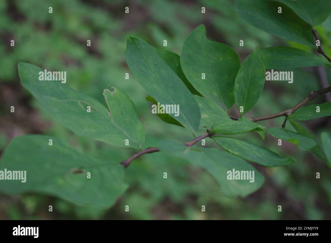 eastern leatherwood (Dirca palustris Stock Photo - Alamy