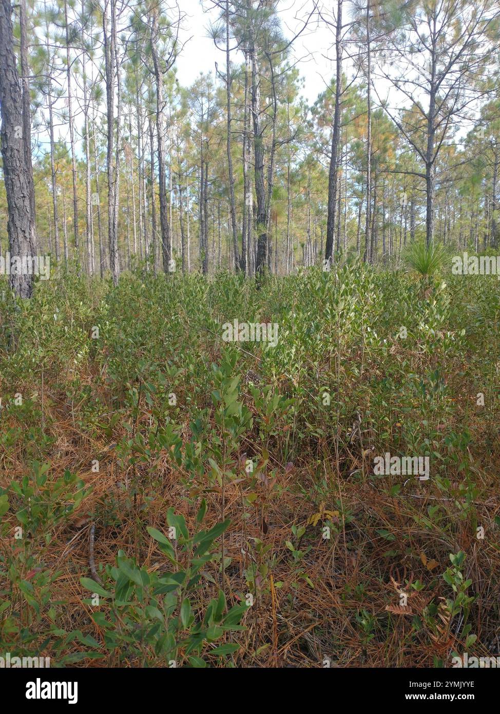 gallberry (Ilex glabra Stock Photo - Alamy