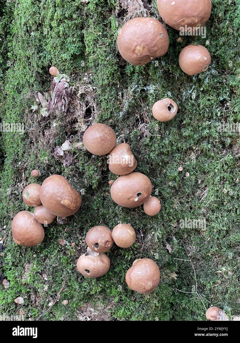 Pear-shaped Puffball (Apioperdon pyriforme Stock Photo - Alamy