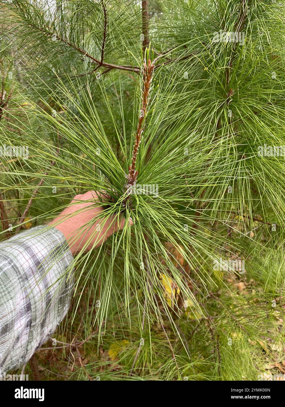 loblolly pine (Pinus taeda Stock Photo - Alamy