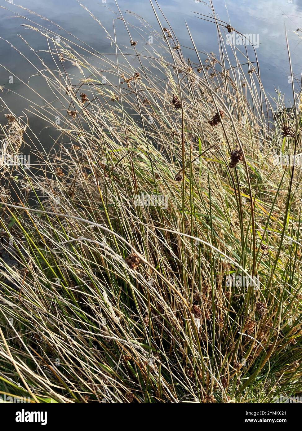 Soft Rush (Juncus effusus Stock Photo - Alamy