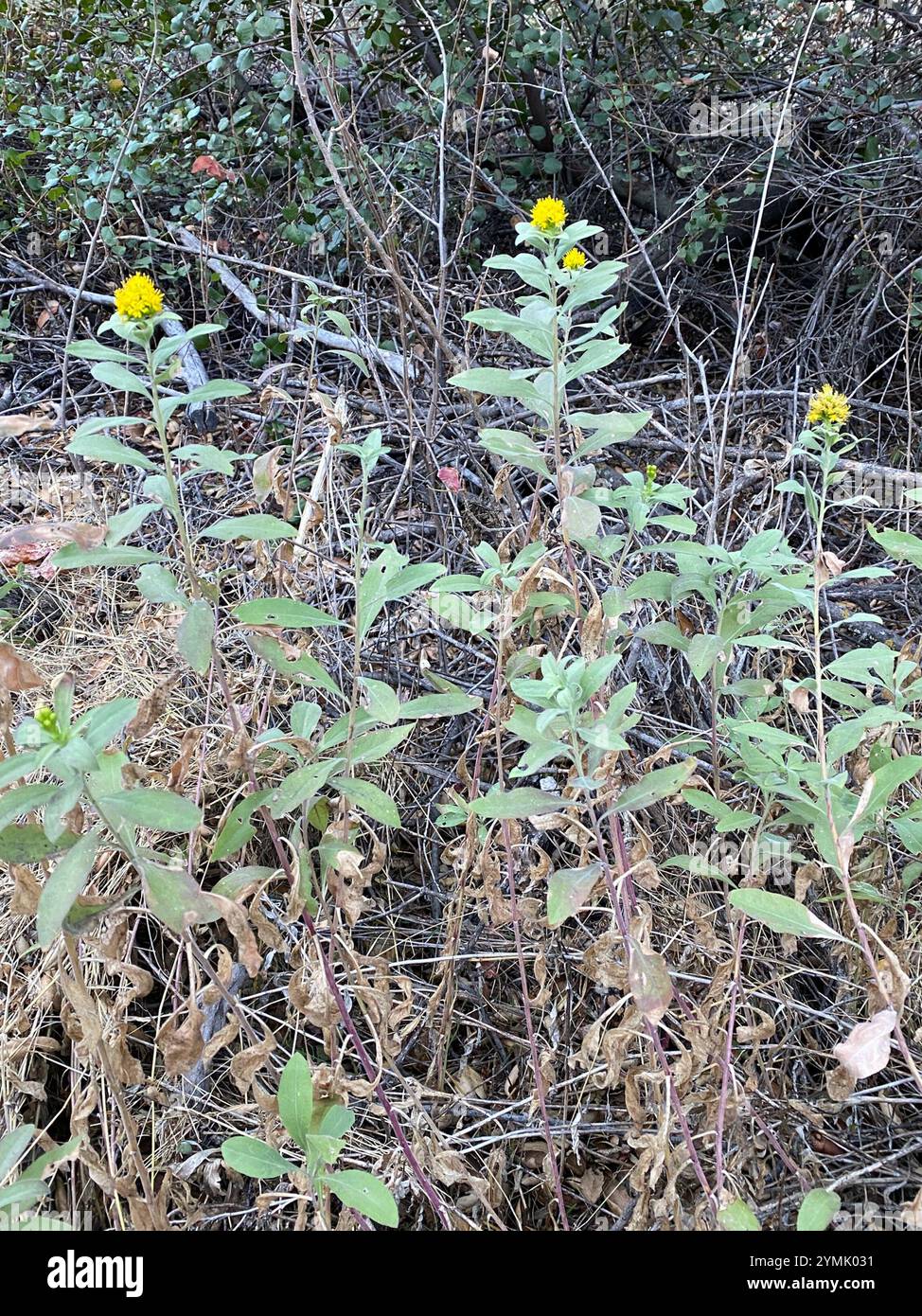 velvety goldenrod (Solidago velutina Stock Photo - Alamy