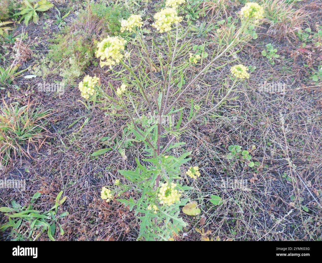 False london rocket hi-res stock photography and images - Alamy