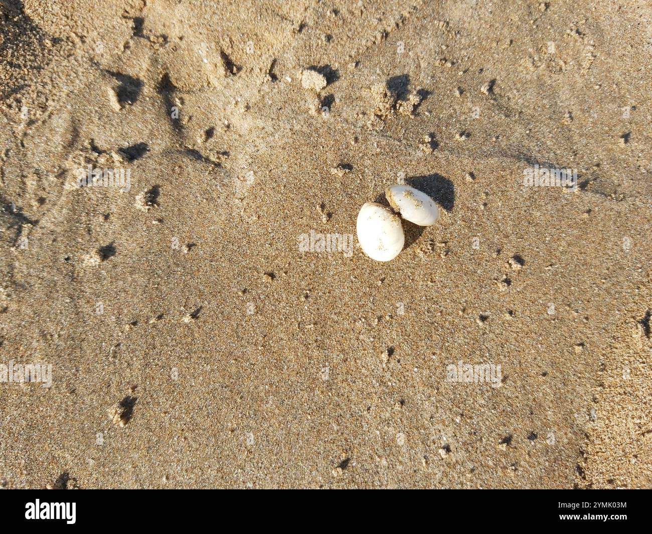 Macoma balthica hi-res stock photography and images - Alamy