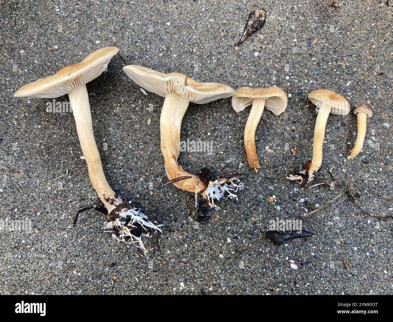 Mulch Fieldcap (Agrocybe putaminum Stock Photo - Alamy