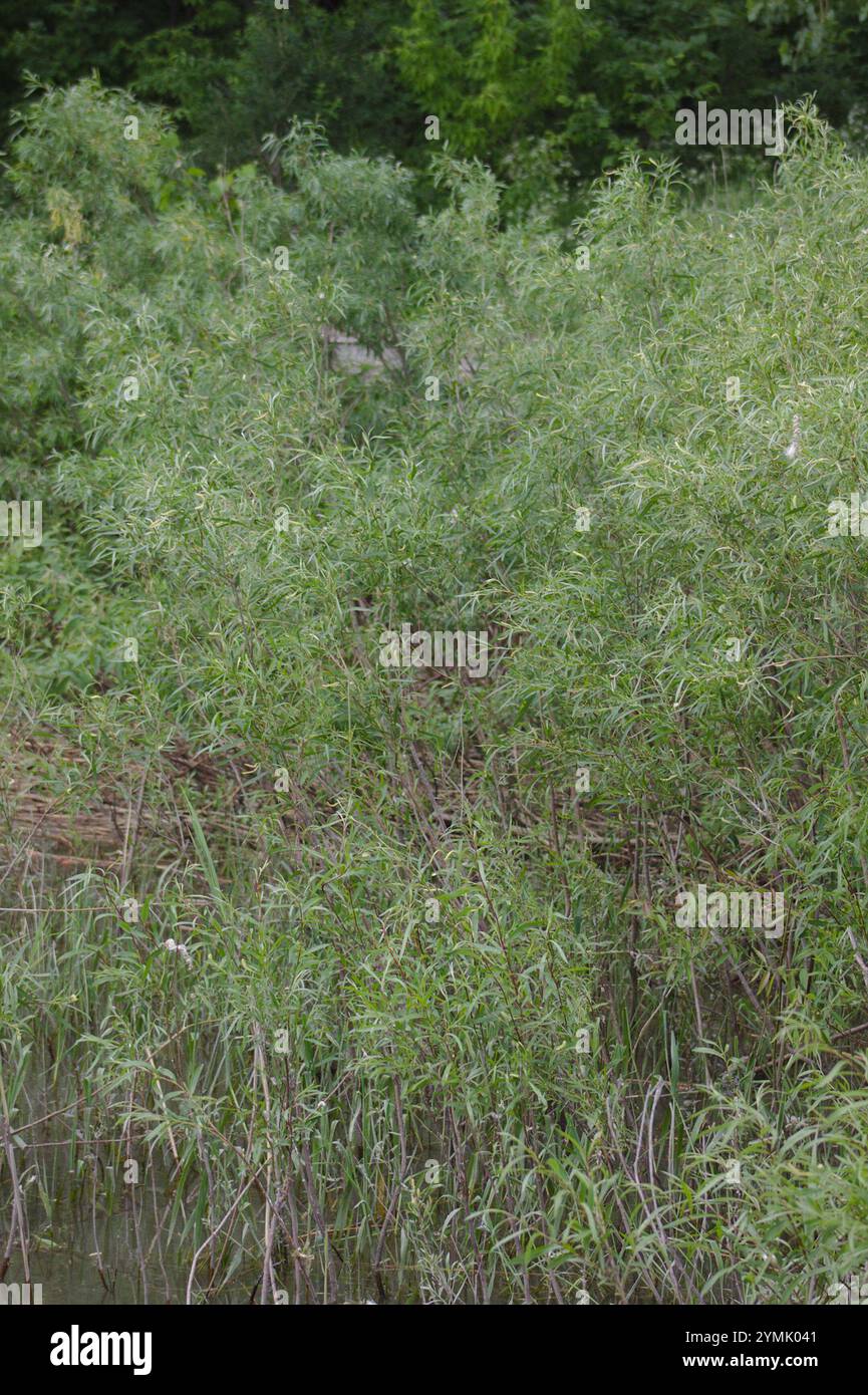 interior sandbar willow (Salix interior Stock Photo - Alamy
