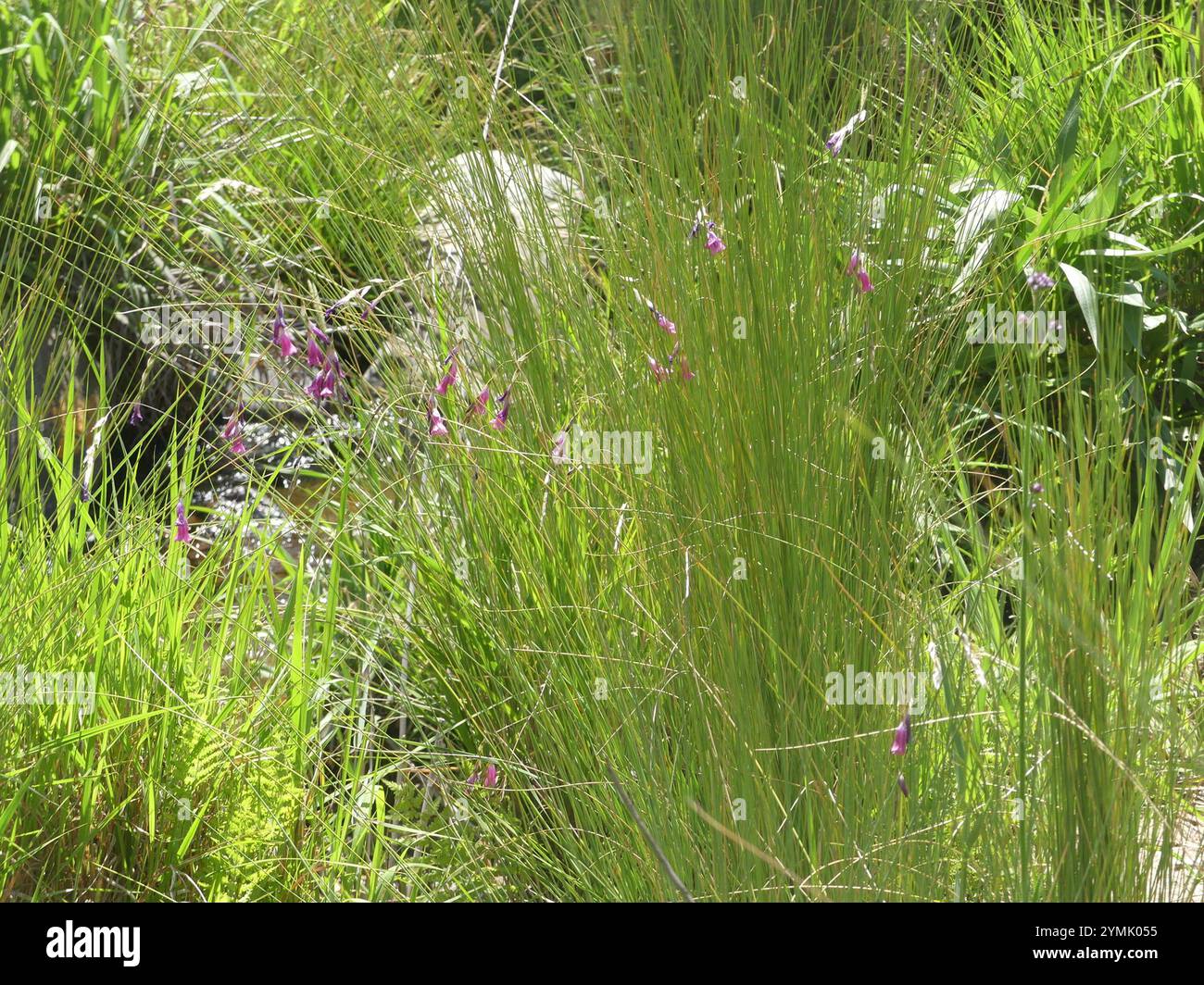 Mossii hi-res stock photography and images - Alamy