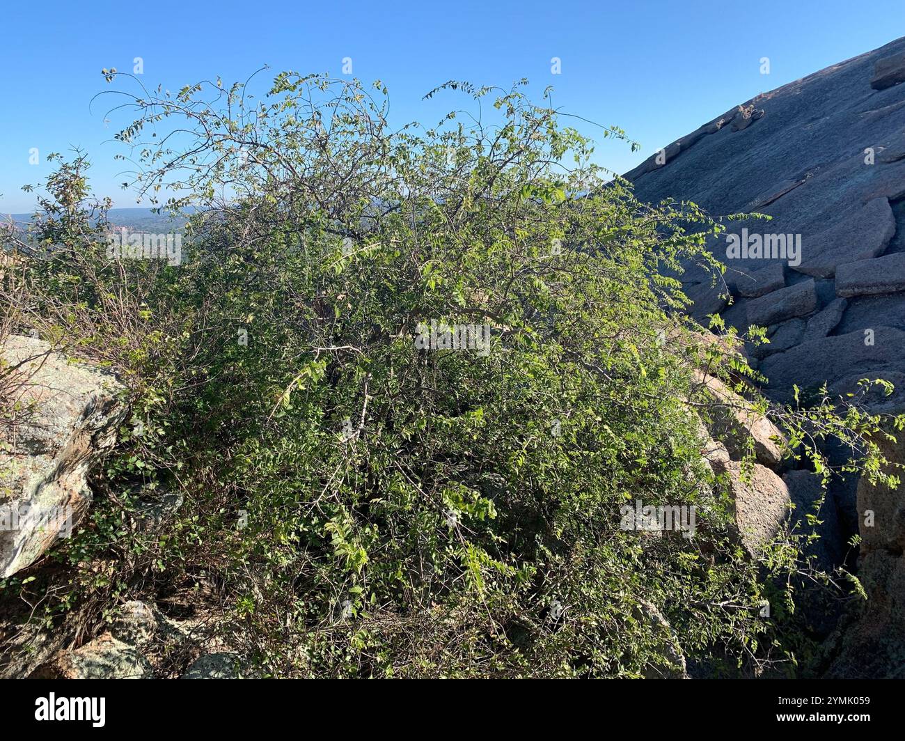 netleaf hackberry (Celtis reticulata Stock Photo - Alamy