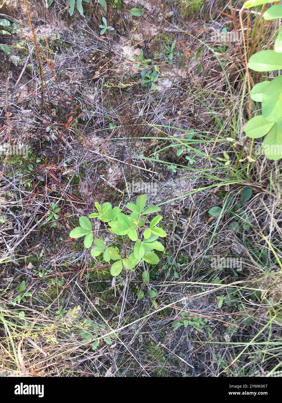 Streaked Rattlepod (Crotalaria pallida Stock Photo - Alamy
