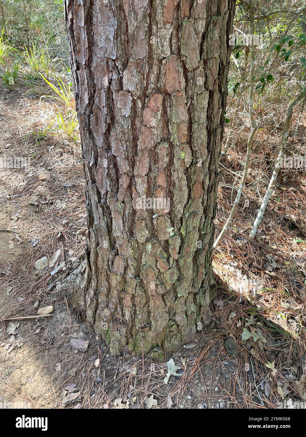 loblolly pine (Pinus taeda Stock Photo - Alamy