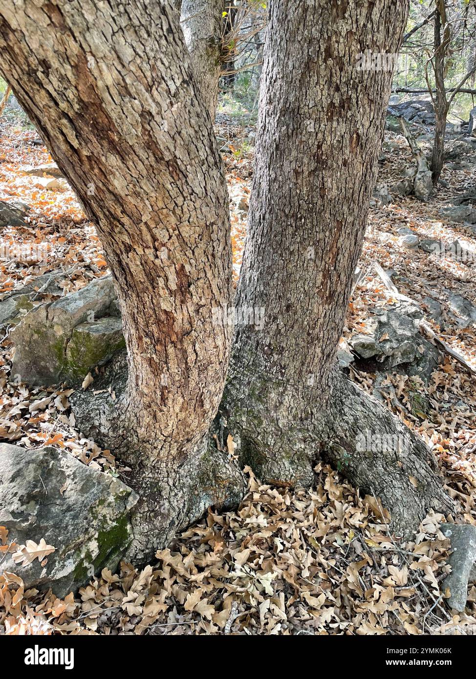 White Shin Oak (Quercus sinuata breviloba Stock Photo - Alamy