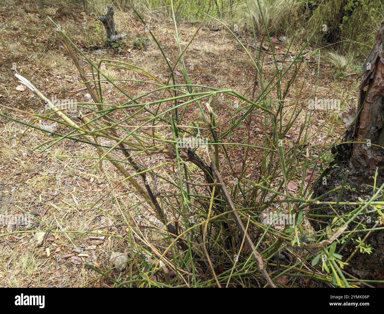 Spanish Broom (Spartium junceum Stock Photo - Alamy