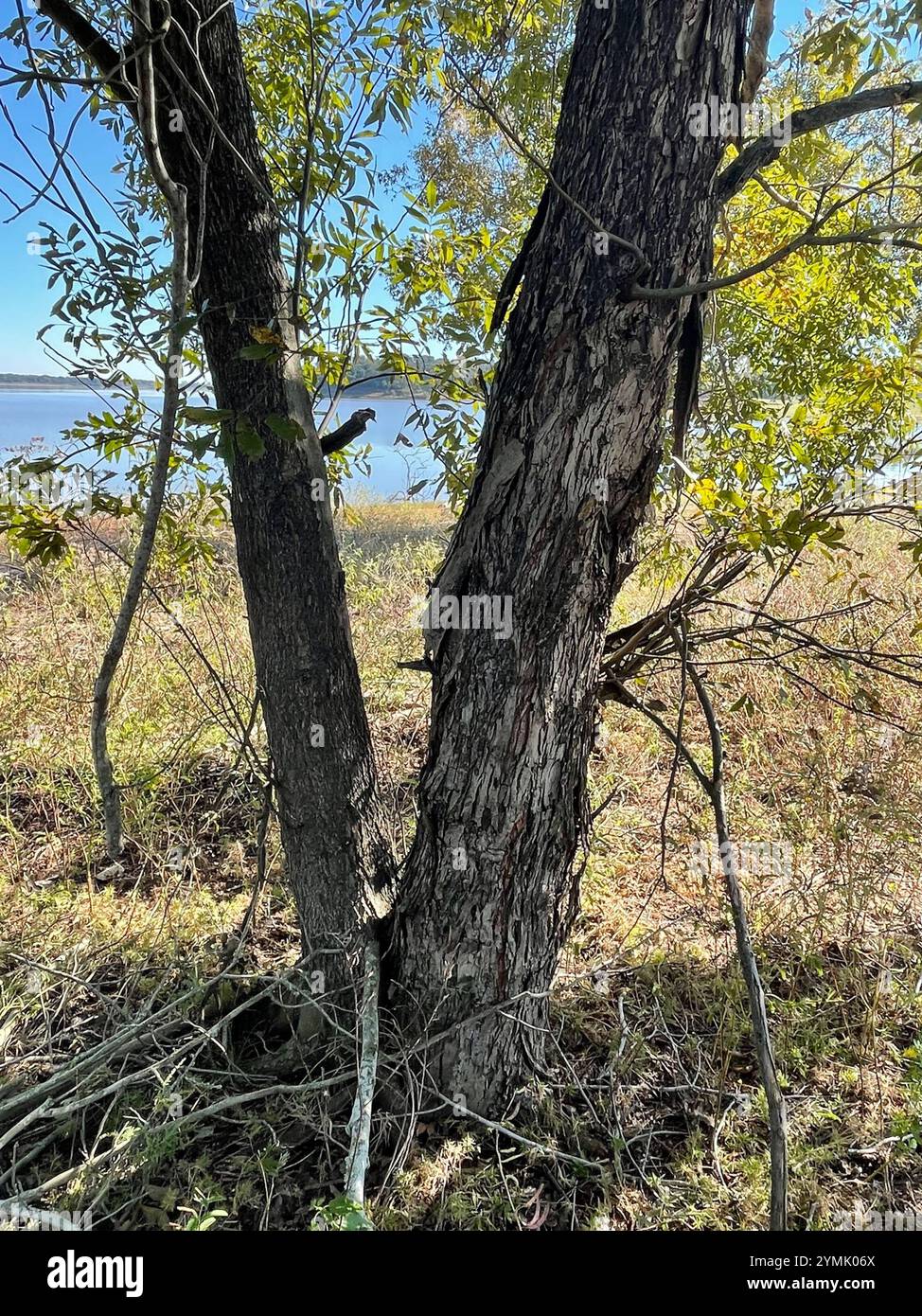 water hickory (Carya aquatica Stock Photo - Alamy