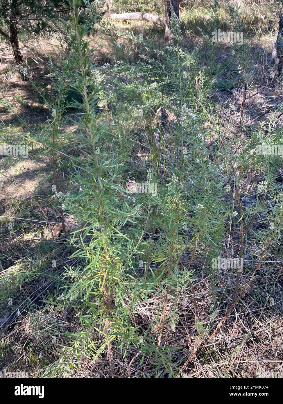 Coastal Dog Fennel (Eupatorium compositifolium Stock Photo - Alamy