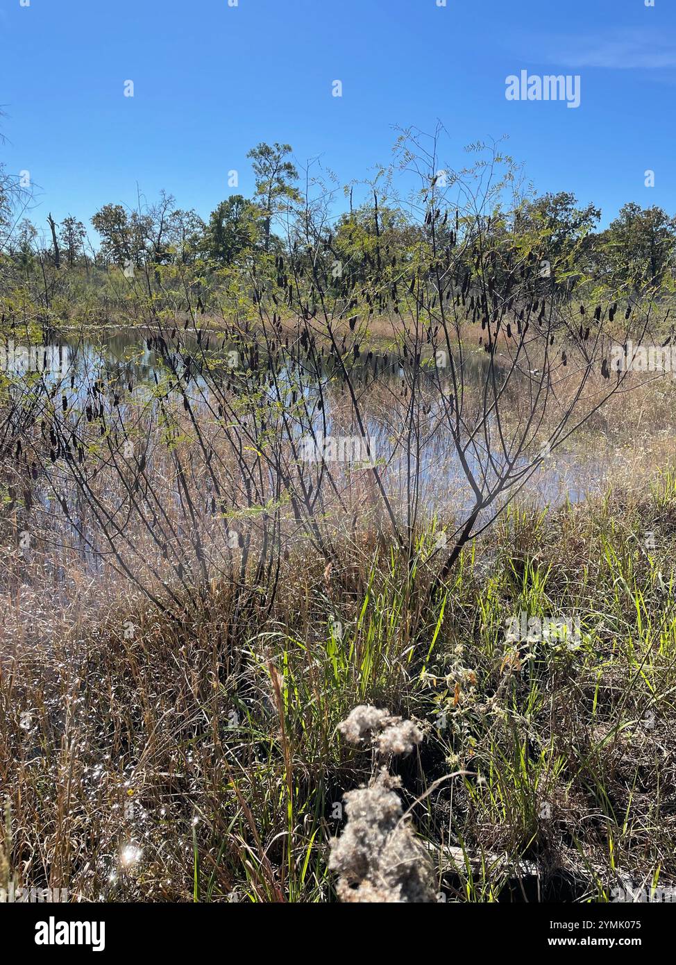 Rattlebush (Sesbania drummondii Stock Photo - Alamy