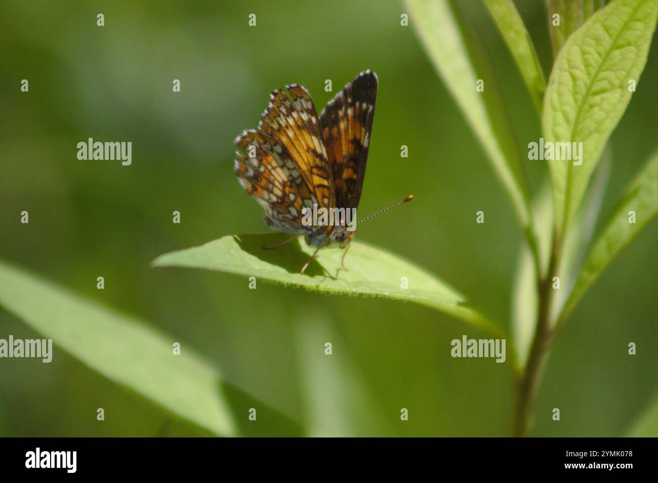 Chlosyne harrisii hi-res stock photography and images - Alamy