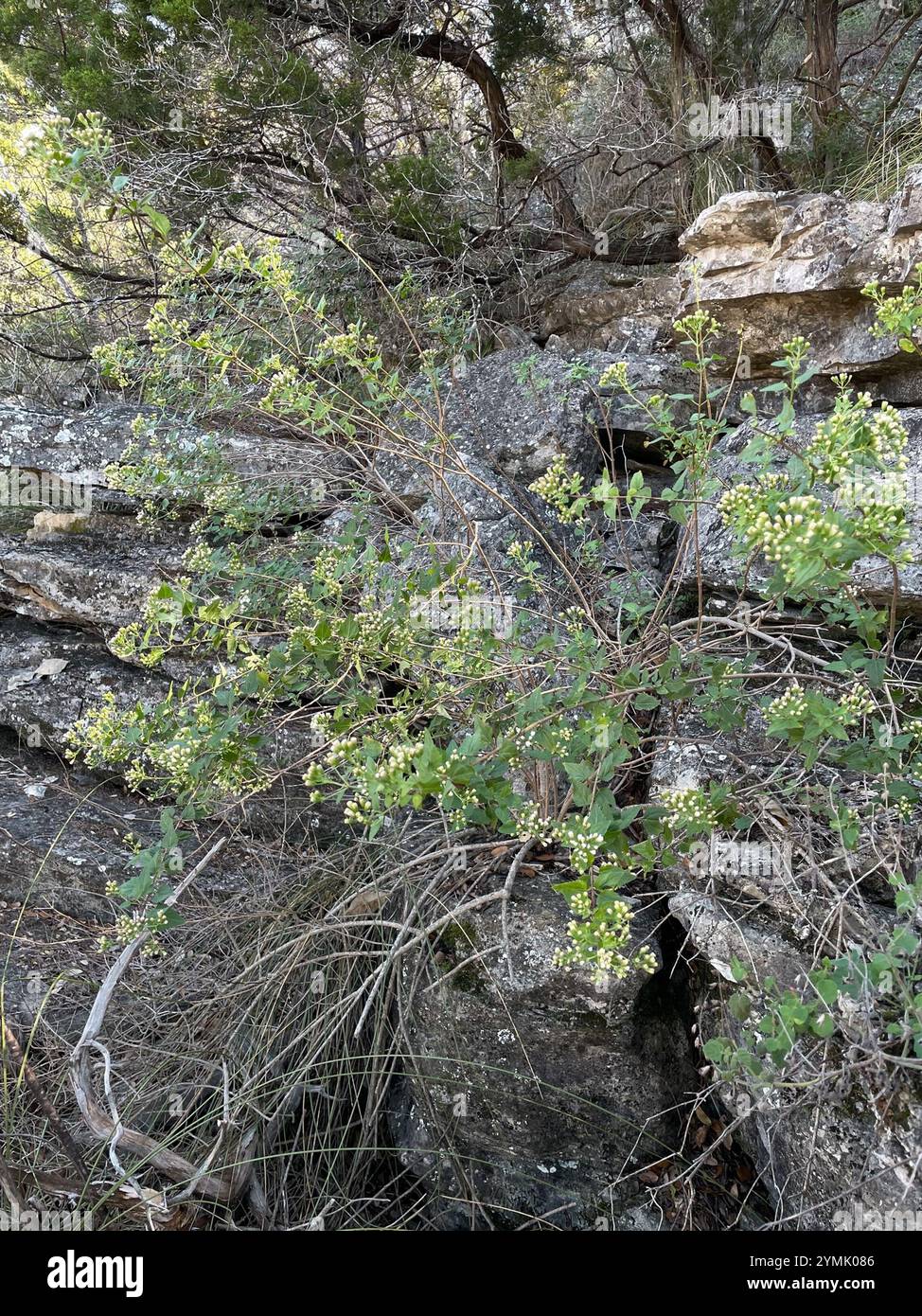 Shrubby boneset (Ageratina havanensis Stock Photo - Alamy