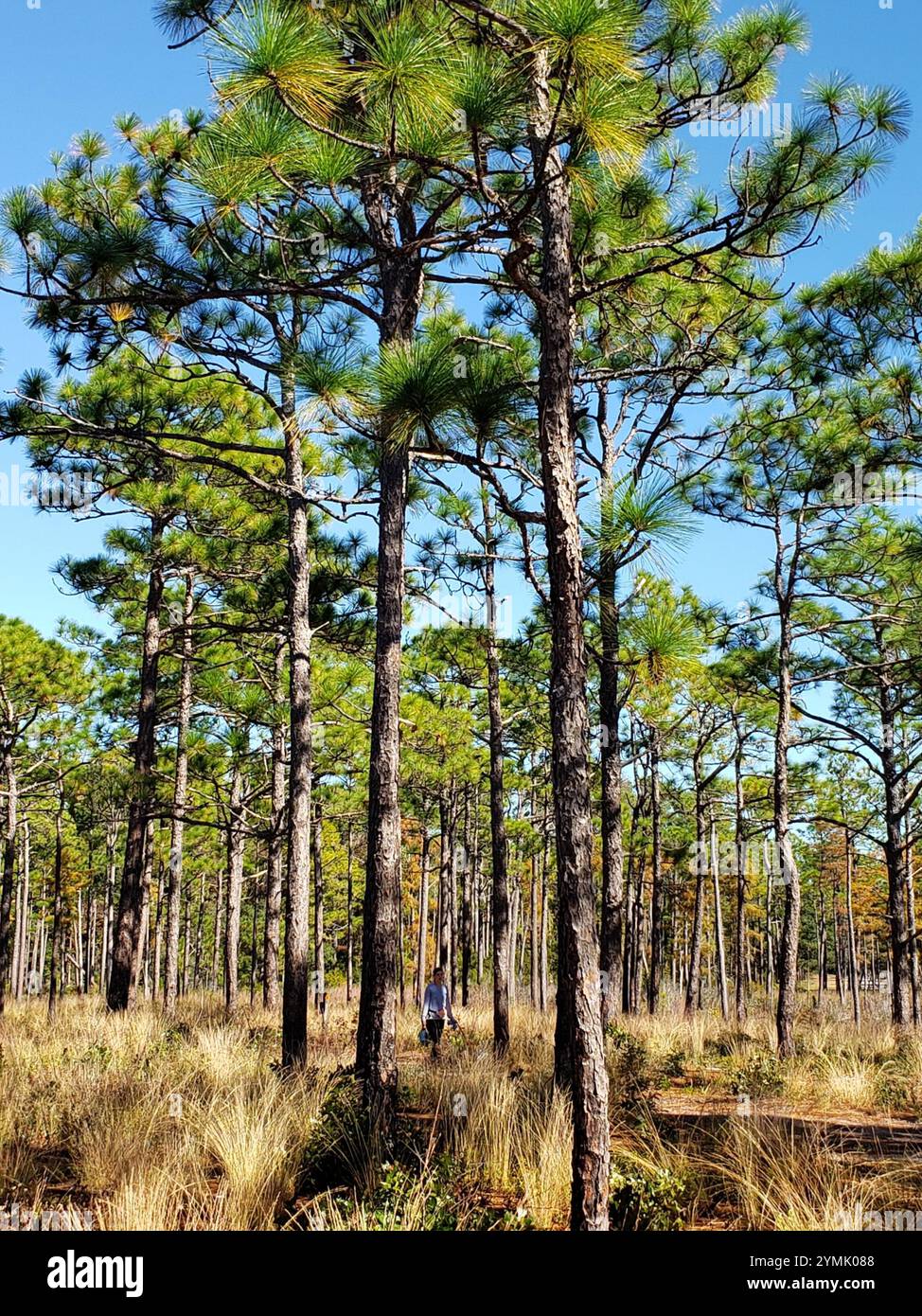 longleaf pine (Pinus palustris Stock Photo - Alamy