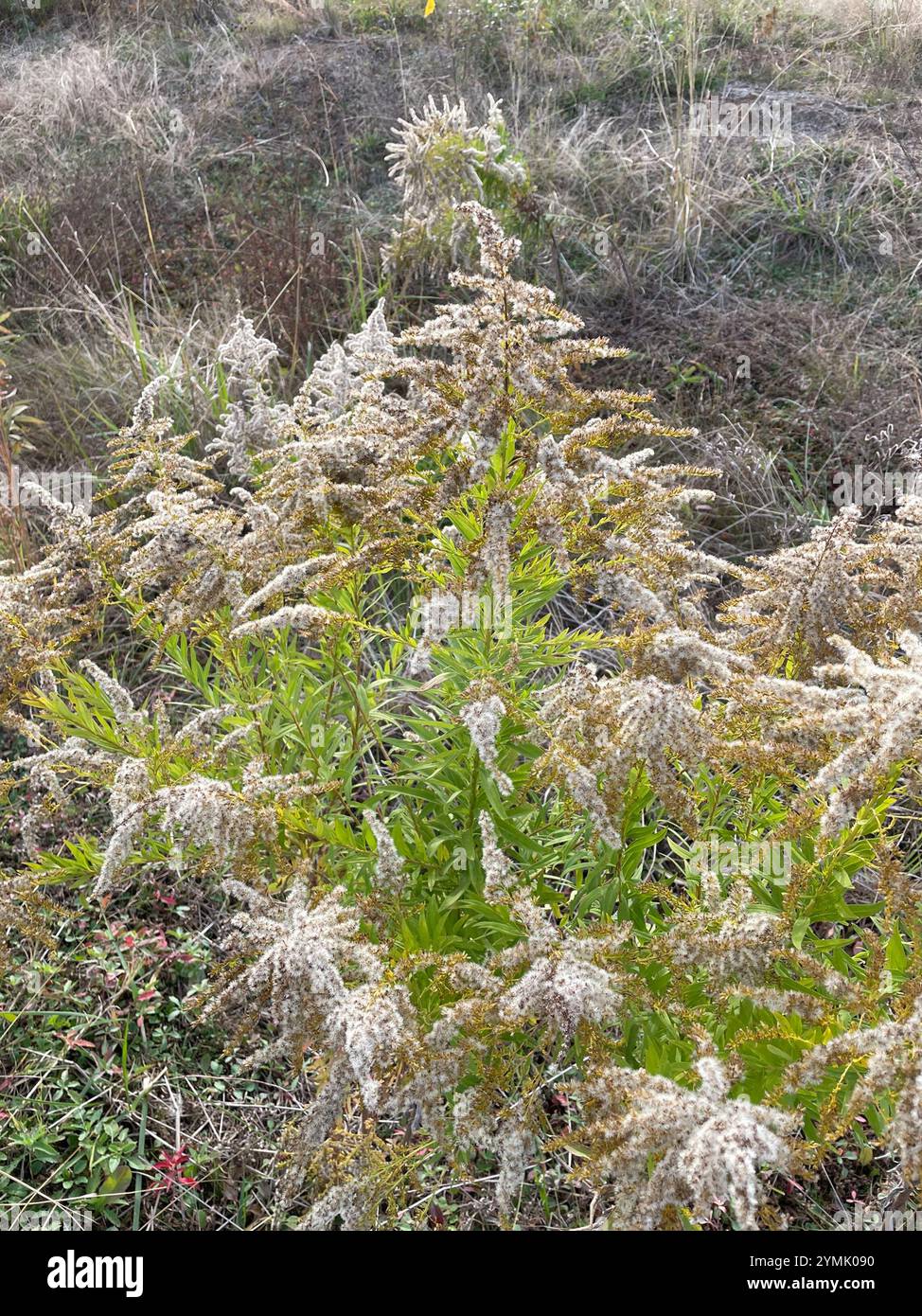 tall goldenrod (Solidago altissima Stock Photo - Alamy