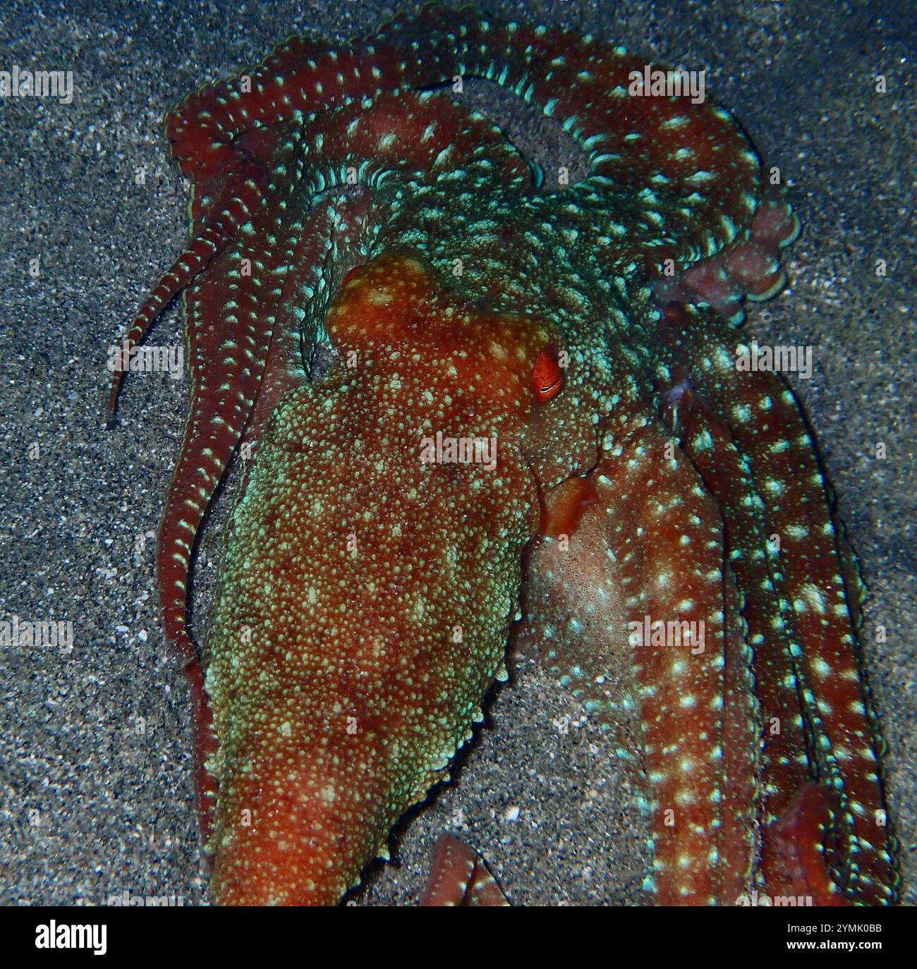 Octopus ornatus hi-res stock photography and images - Alamy