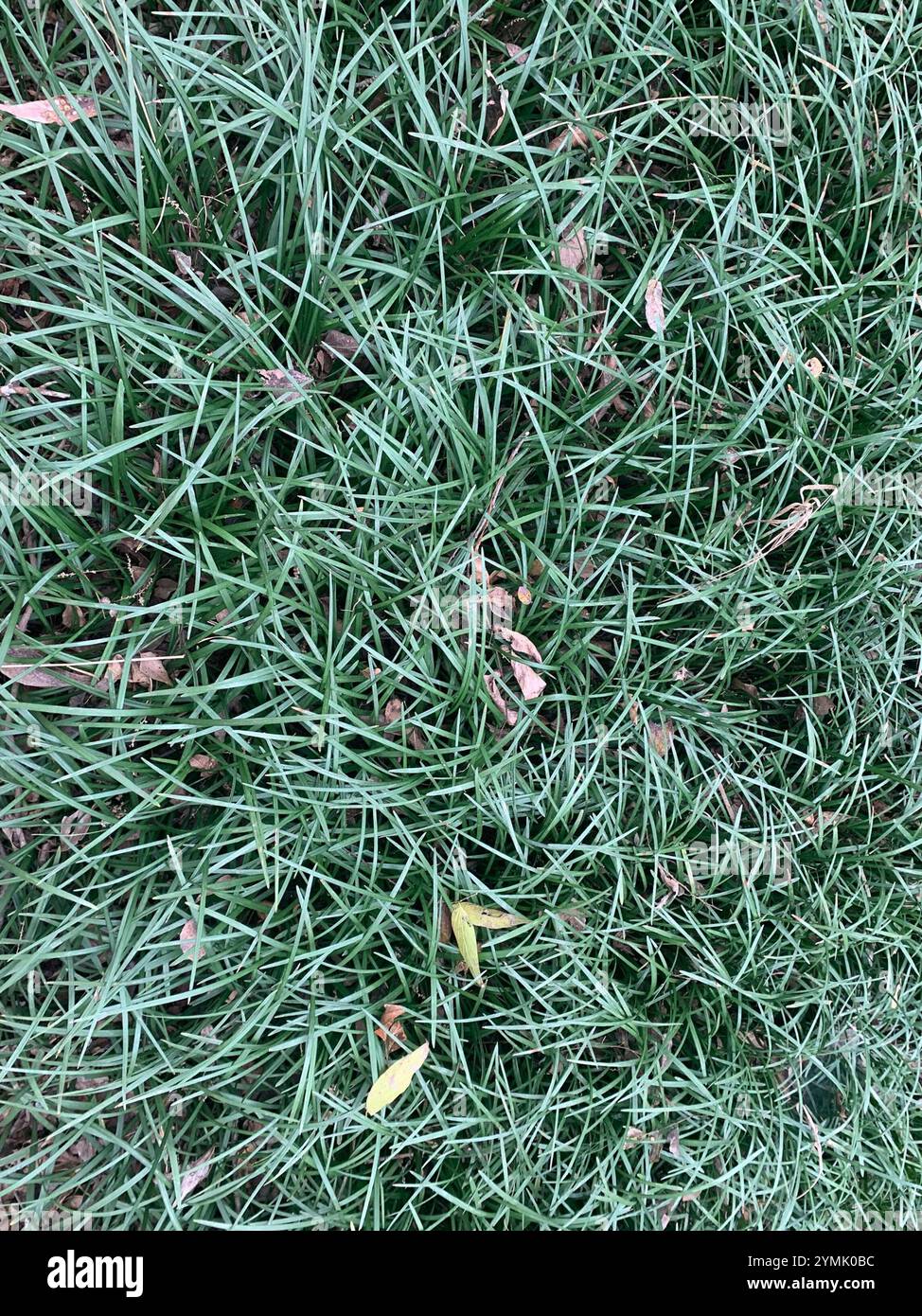 Creeping Lilyturf (Liriope spicata Stock Photo - Alamy