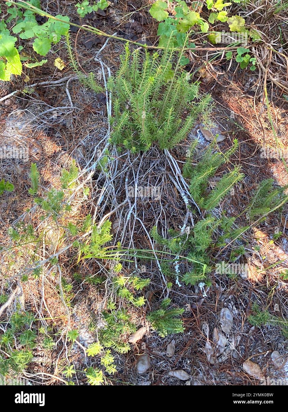 Florida rosemary (Ceratiola ericoides Stock Photo - Alamy