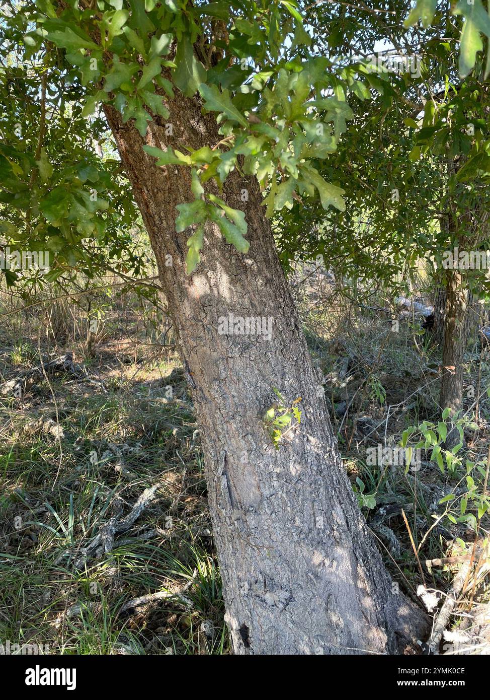 water oak (Quercus nigra Stock Photo - Alamy