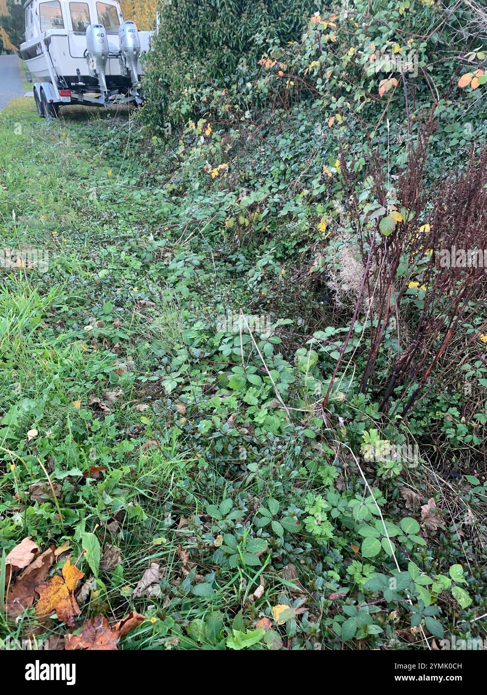 American brooklime (Veronica americana Stock Photo - Alamy