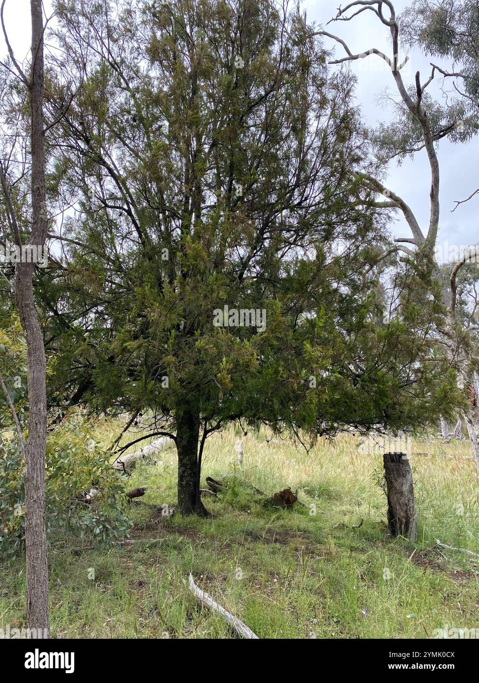 Exocarpos cupressiformis hi-res stock photography and images - Alamy