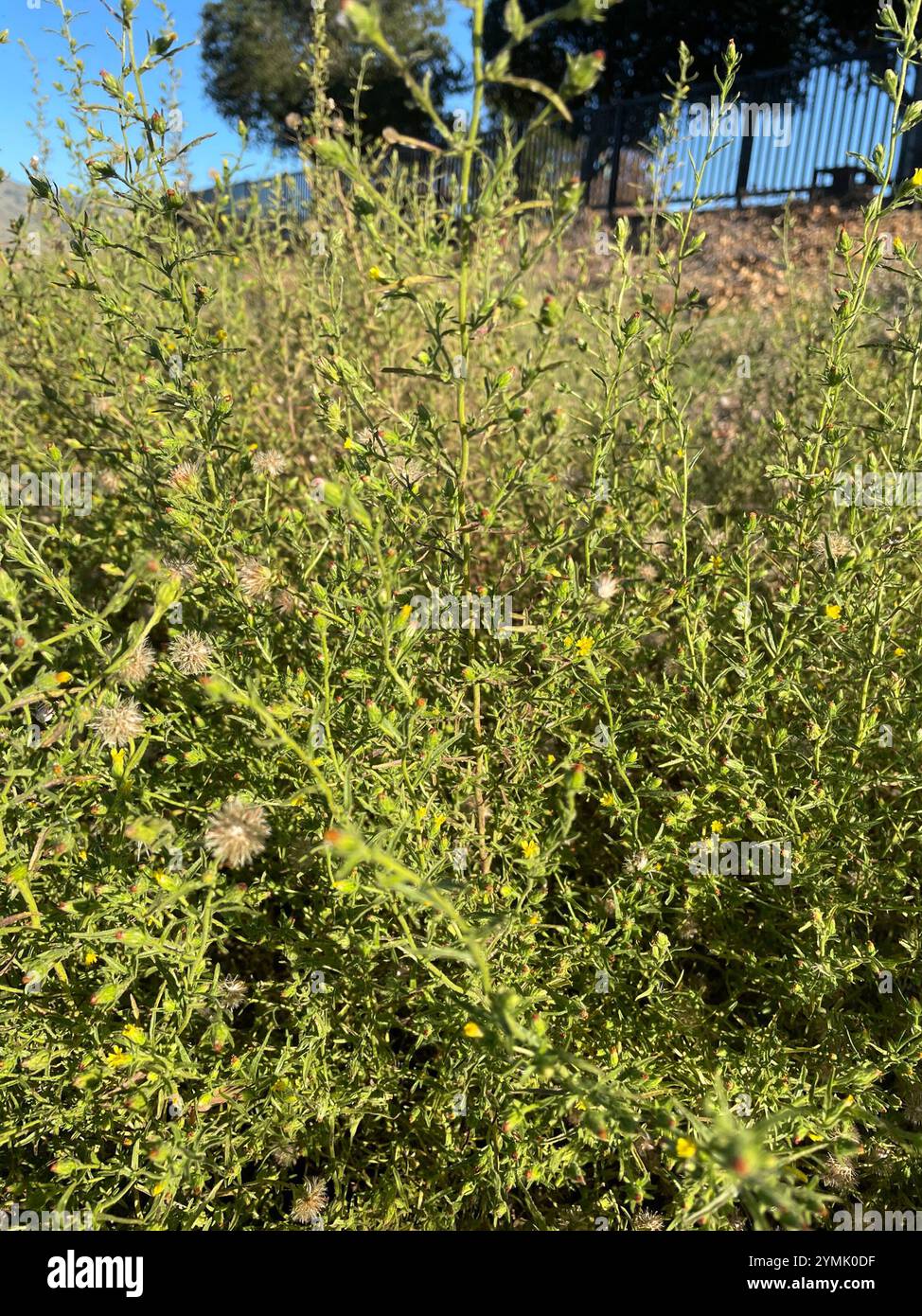 Stinkwort (Dittrichia graveolens Stock Photo - Alamy