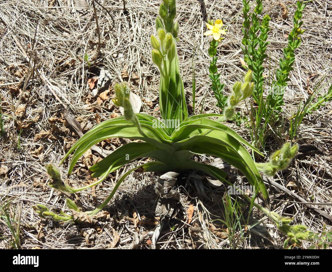 African stargrass hi-res stock photography and images - Alamy