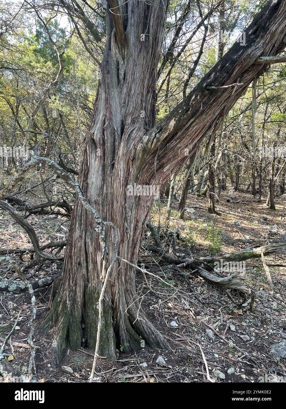 Ashe juniper (Juniperus ashei Stock Photo - Alamy