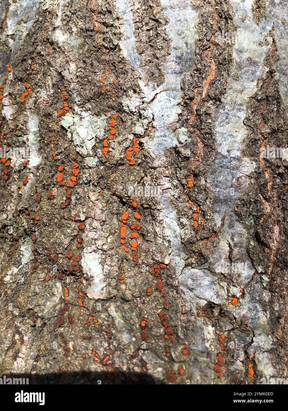 orange hobnail canker (Amphilogia gyrosa Stock Photo - Alamy