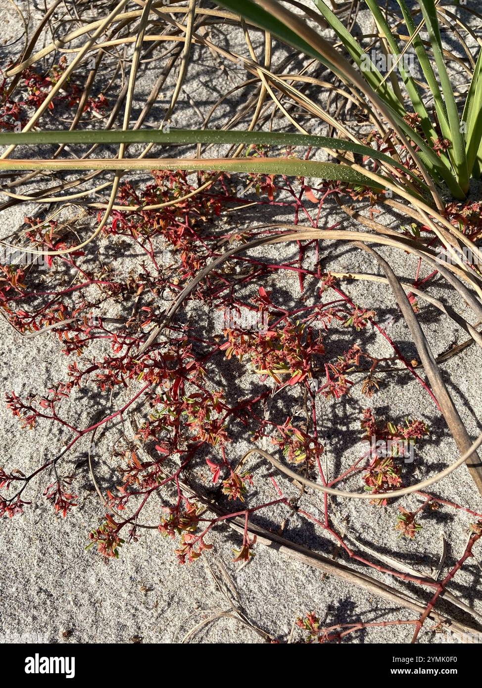 Southern Seaside Spurge (Euphorbia bombensis Stock Photo - Alamy
