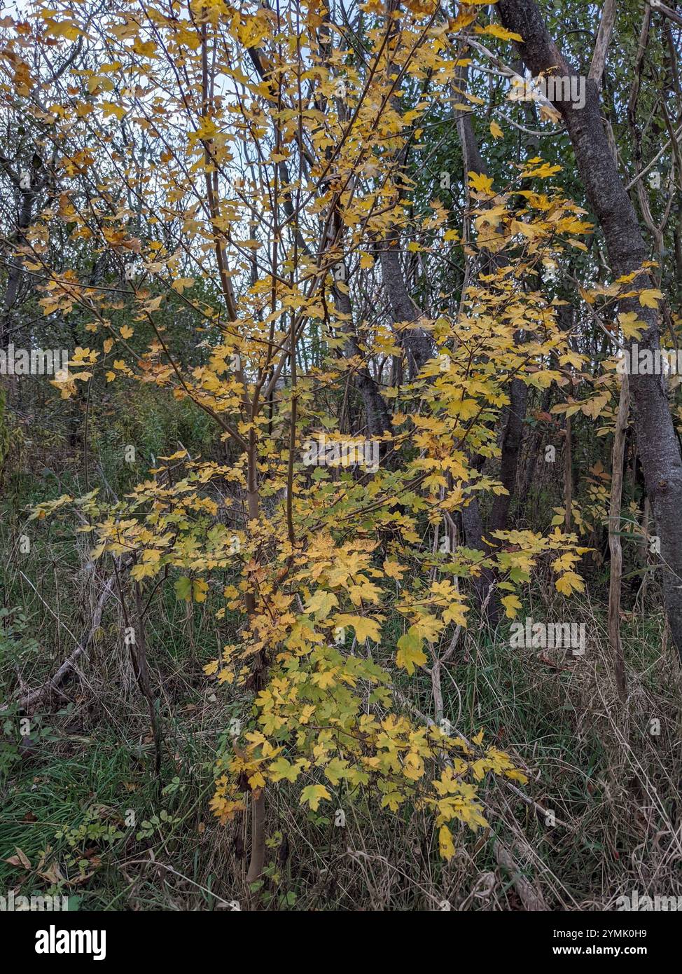 field maple (Acer campestre Stock Photo - Alamy