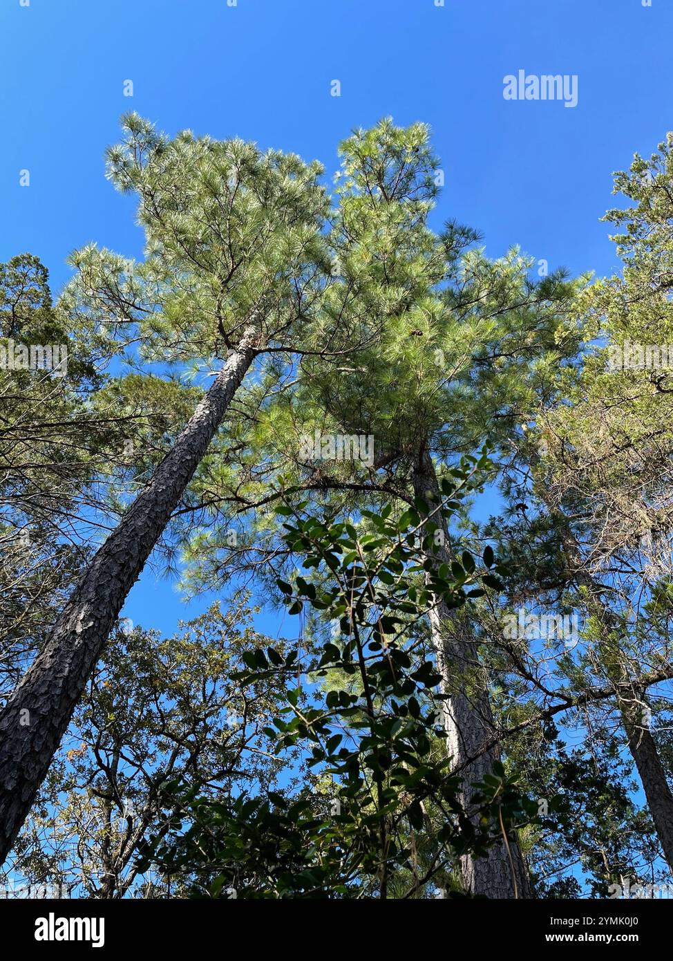 loblolly pine (Pinus taeda Stock Photo - Alamy