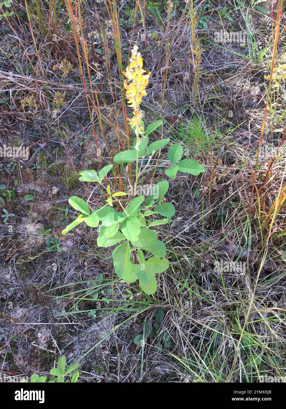 Streaked Rattlepod (Crotalaria pallida Stock Photo - Alamy