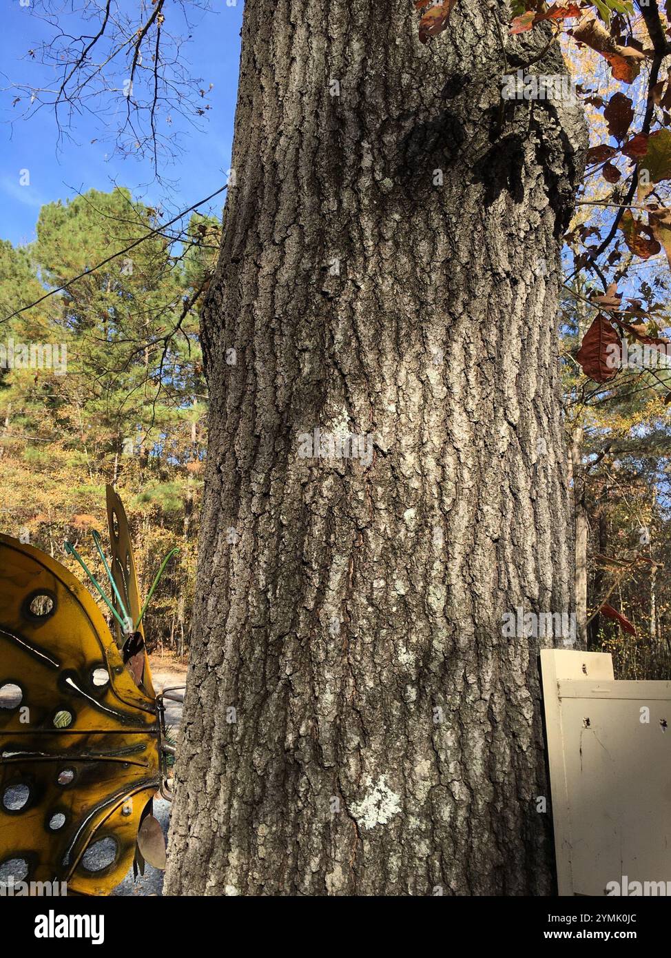 southern red oak (Quercus falcata Stock Photo - Alamy